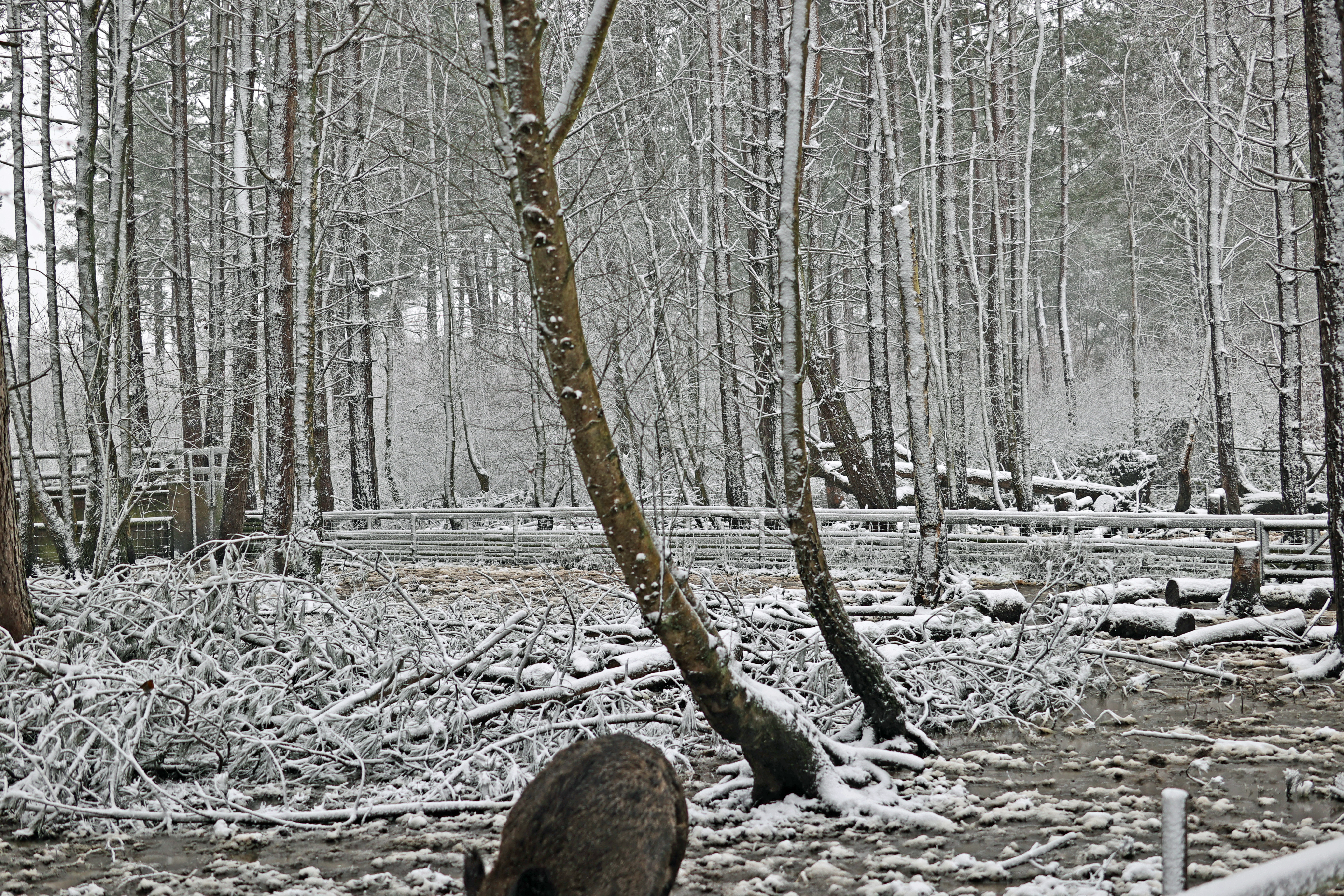 Welcome to Wildwood Trust