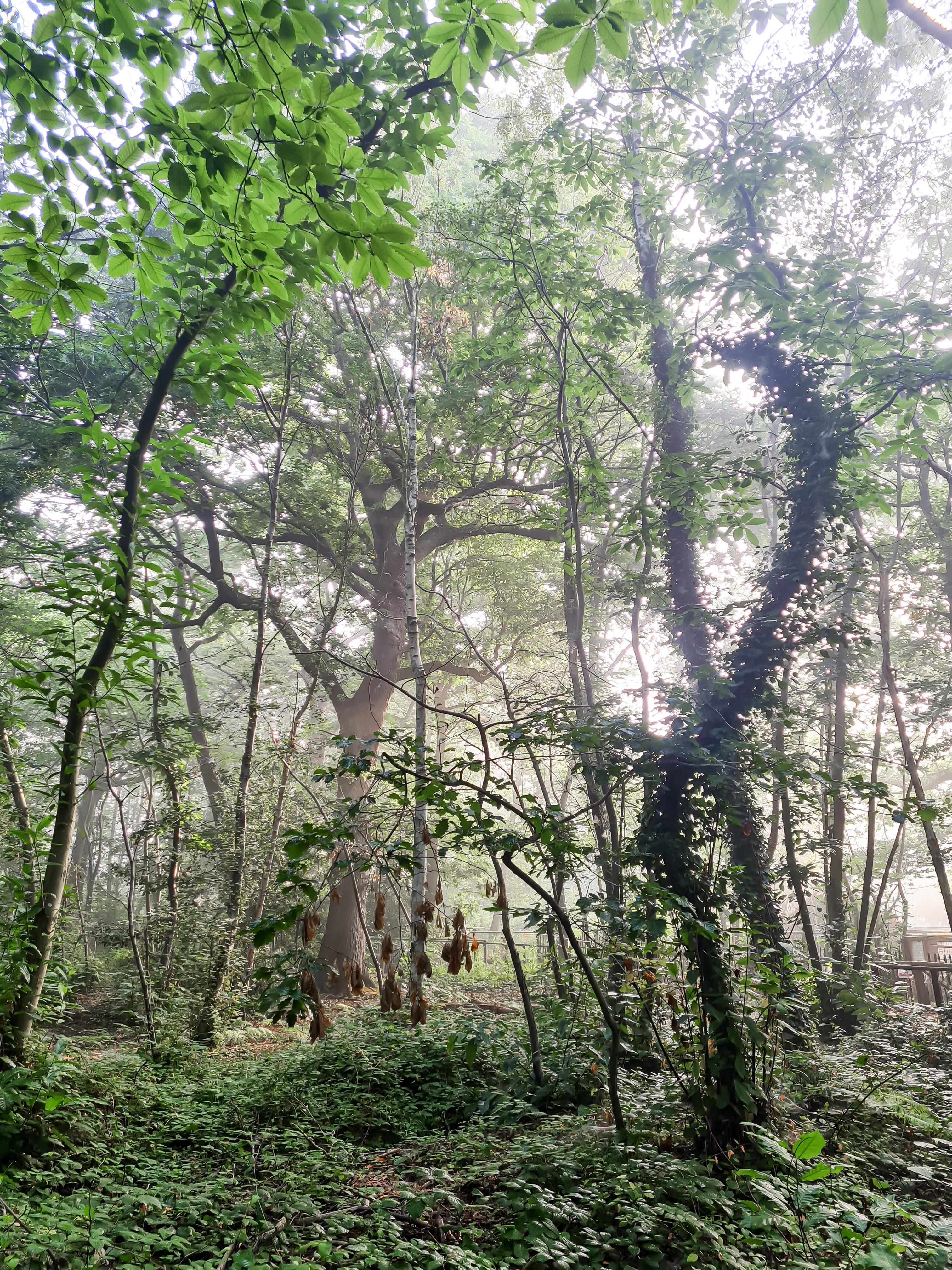 Welcome to Wildwood Trust