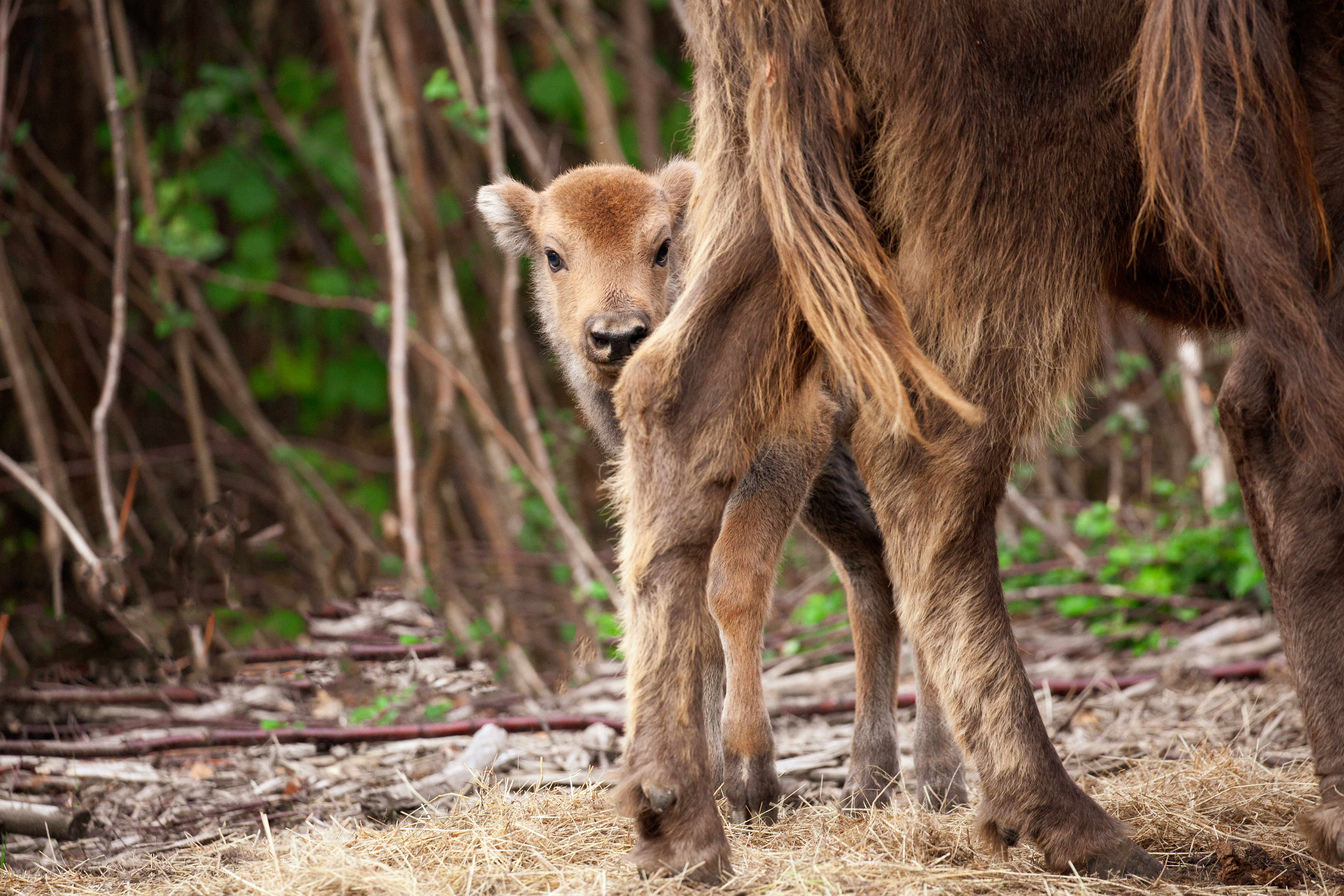 Welcome to Wildwood Trust