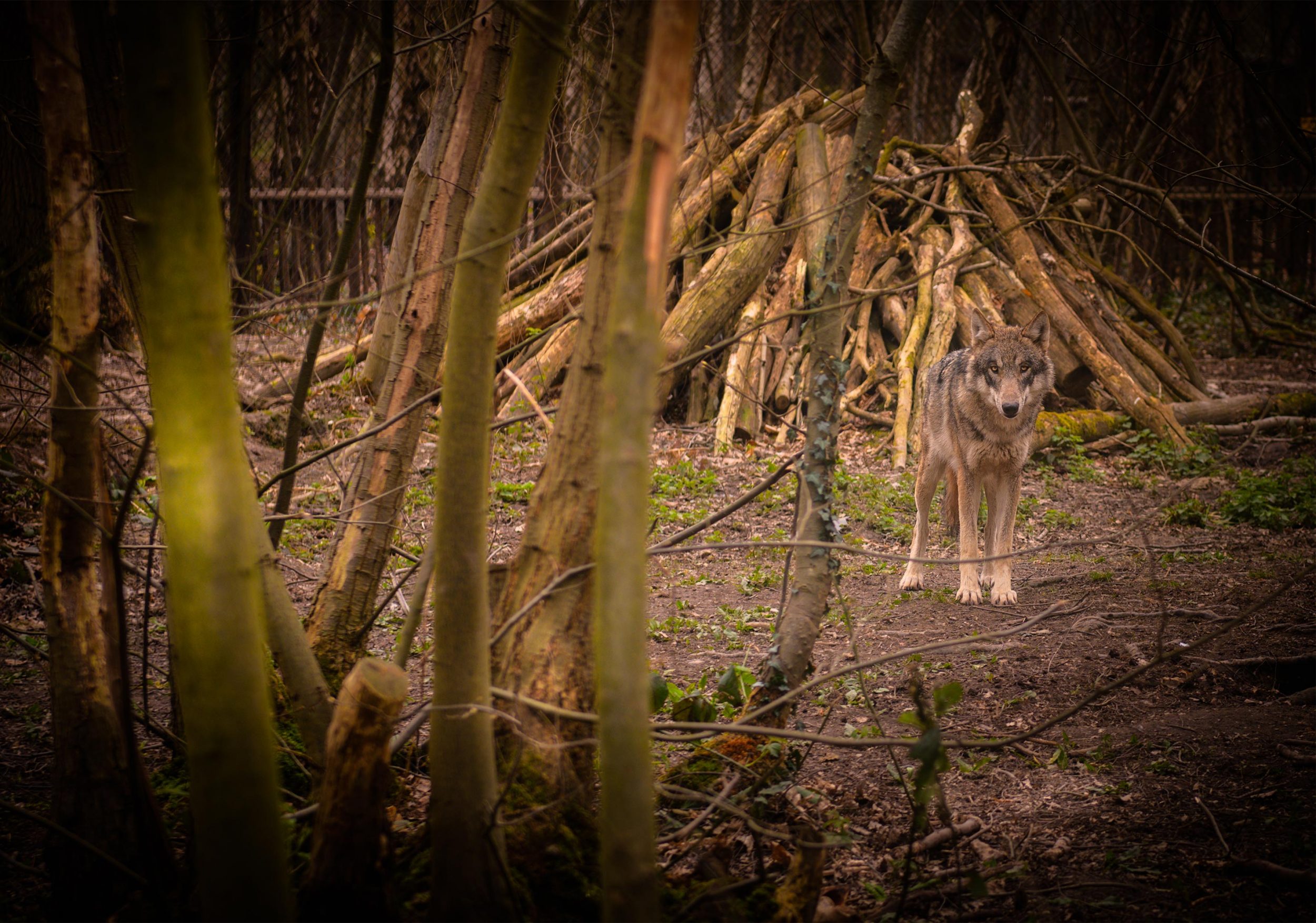 Welcome to Wildwood Trust